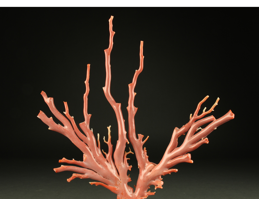 代購代標第一品牌－樂淘letao－【宇】EB135 天然本珊瑚 桃珊瑚 枝珊瑚 重量364g